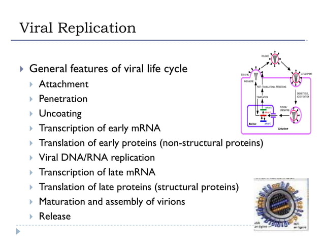 Viral replication and Mechanism of infection and spread of viruses ...