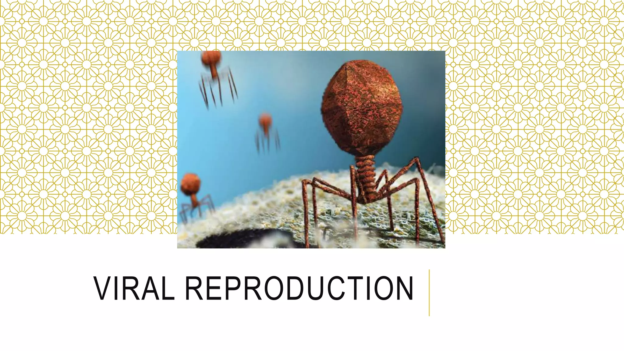 Viral reproduction | PPT