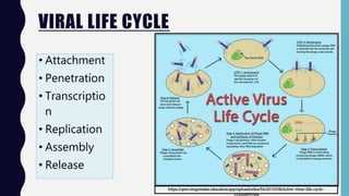Viral spread | PPTX