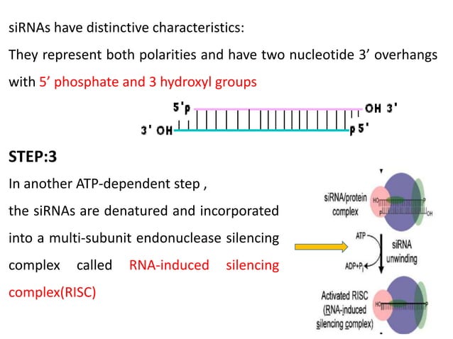 Viral suppressors of rna silencing | PPT