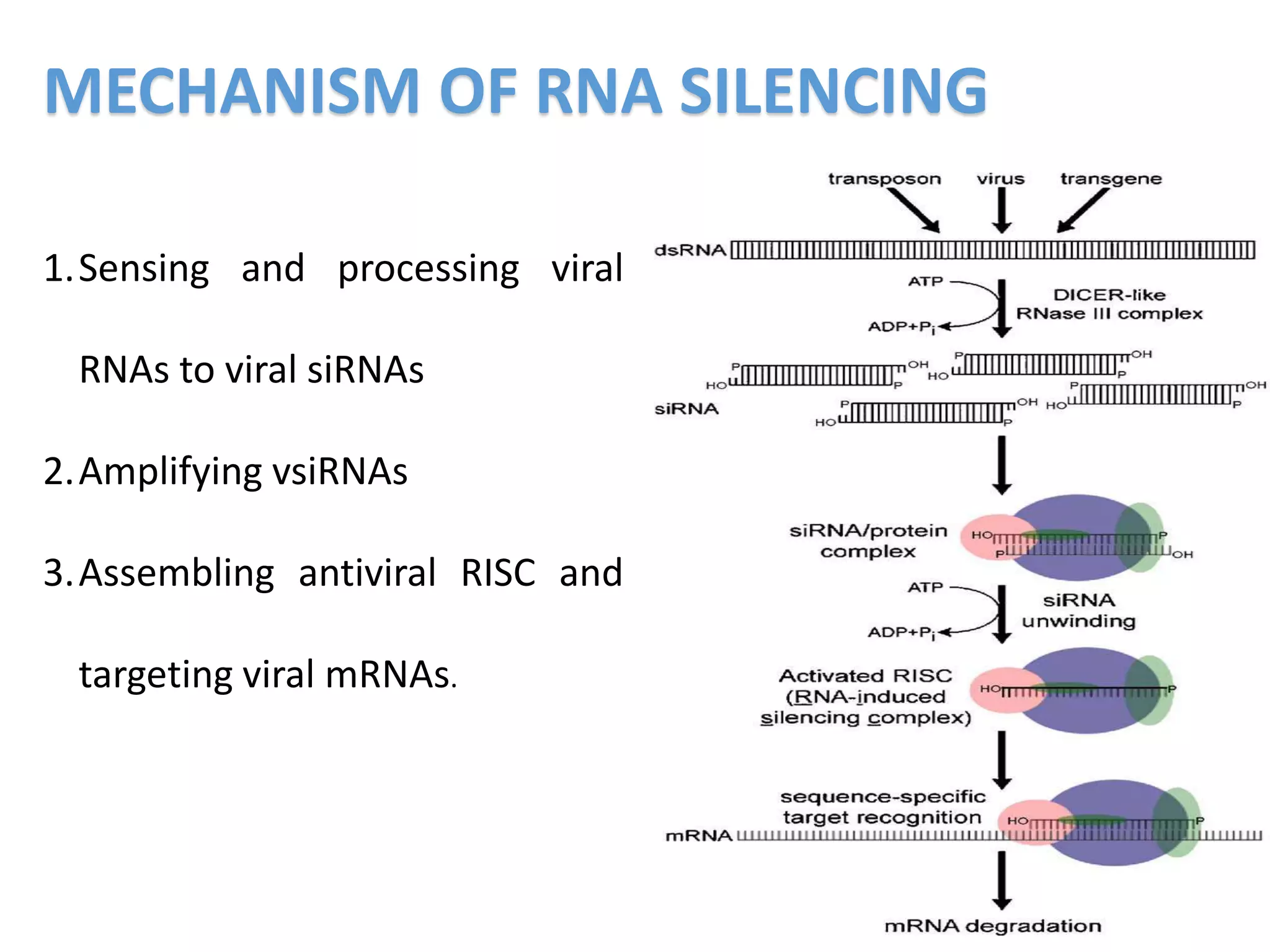 Viral suppressors of rna silencing | PPTX