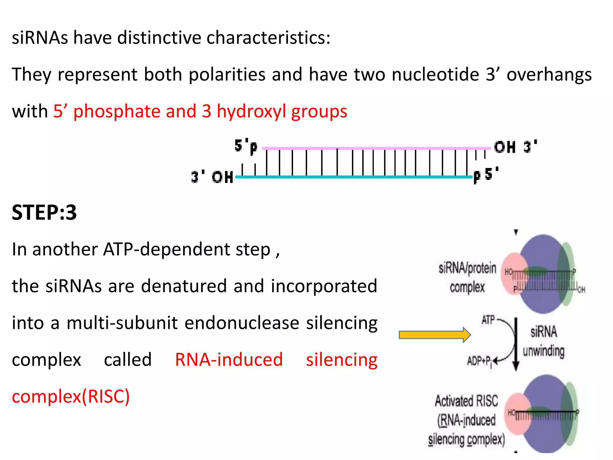 Viral suppressors of rna silencing | PPTX