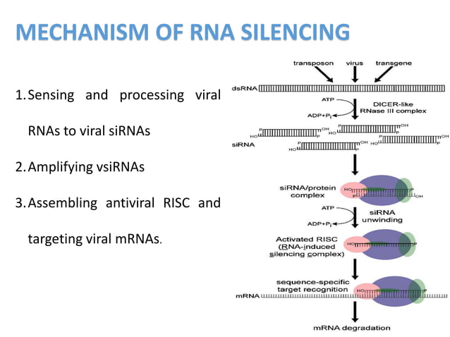 Viral suppressors of rna silencing | PPTX
