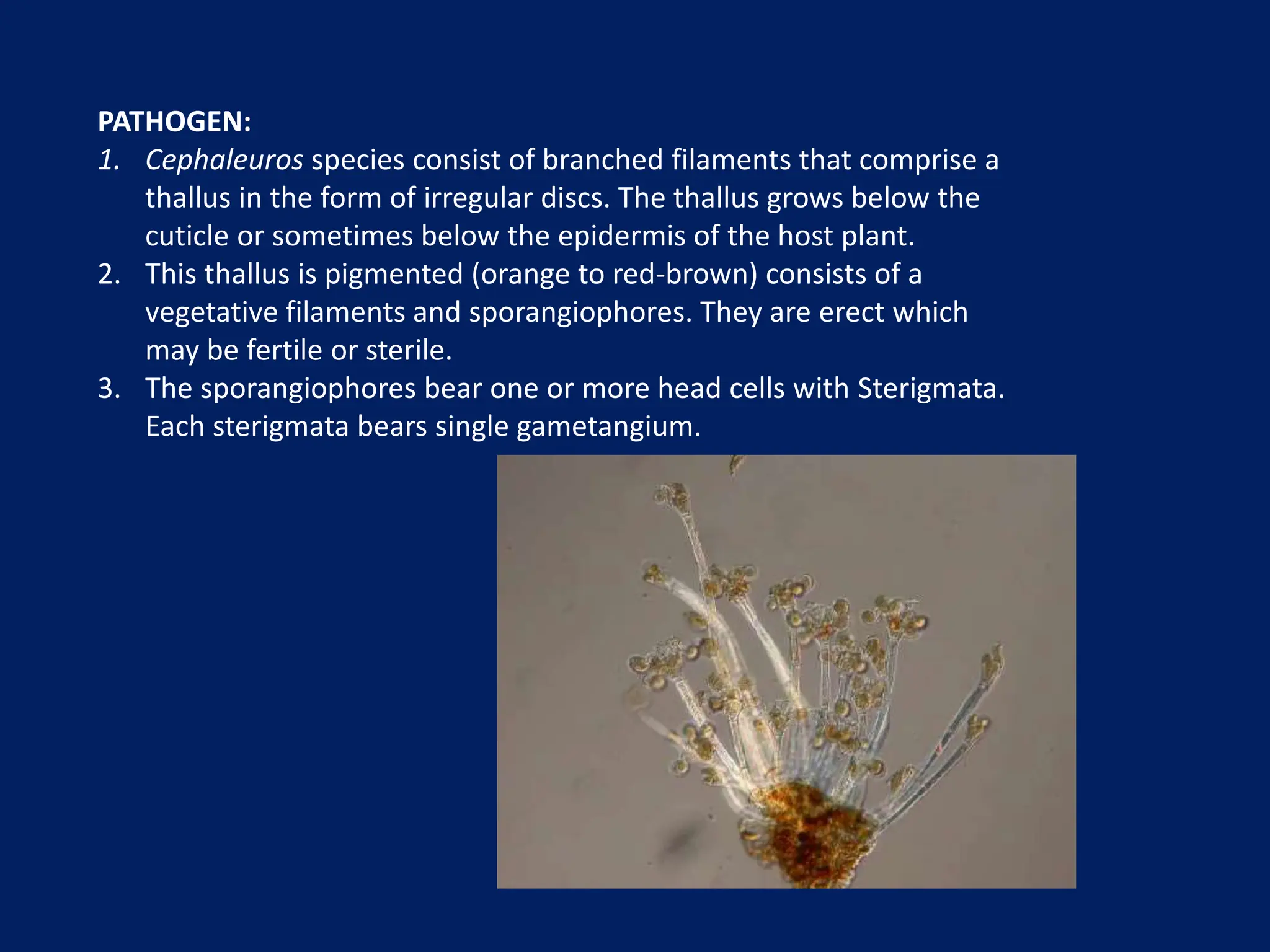 Viral symptom.pptx........phytopathology | PPTX
