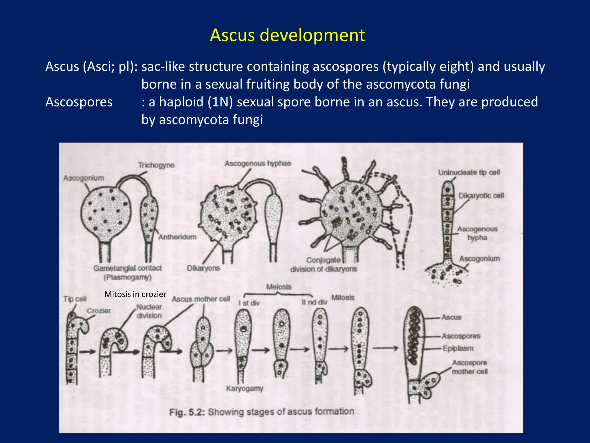 Viral symptom.pptx........phytopathology | PPTX