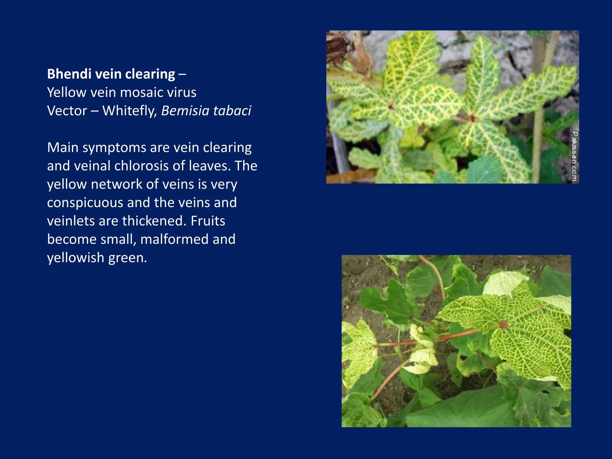 Viral symptom.pptx........phytopathology | PPTX