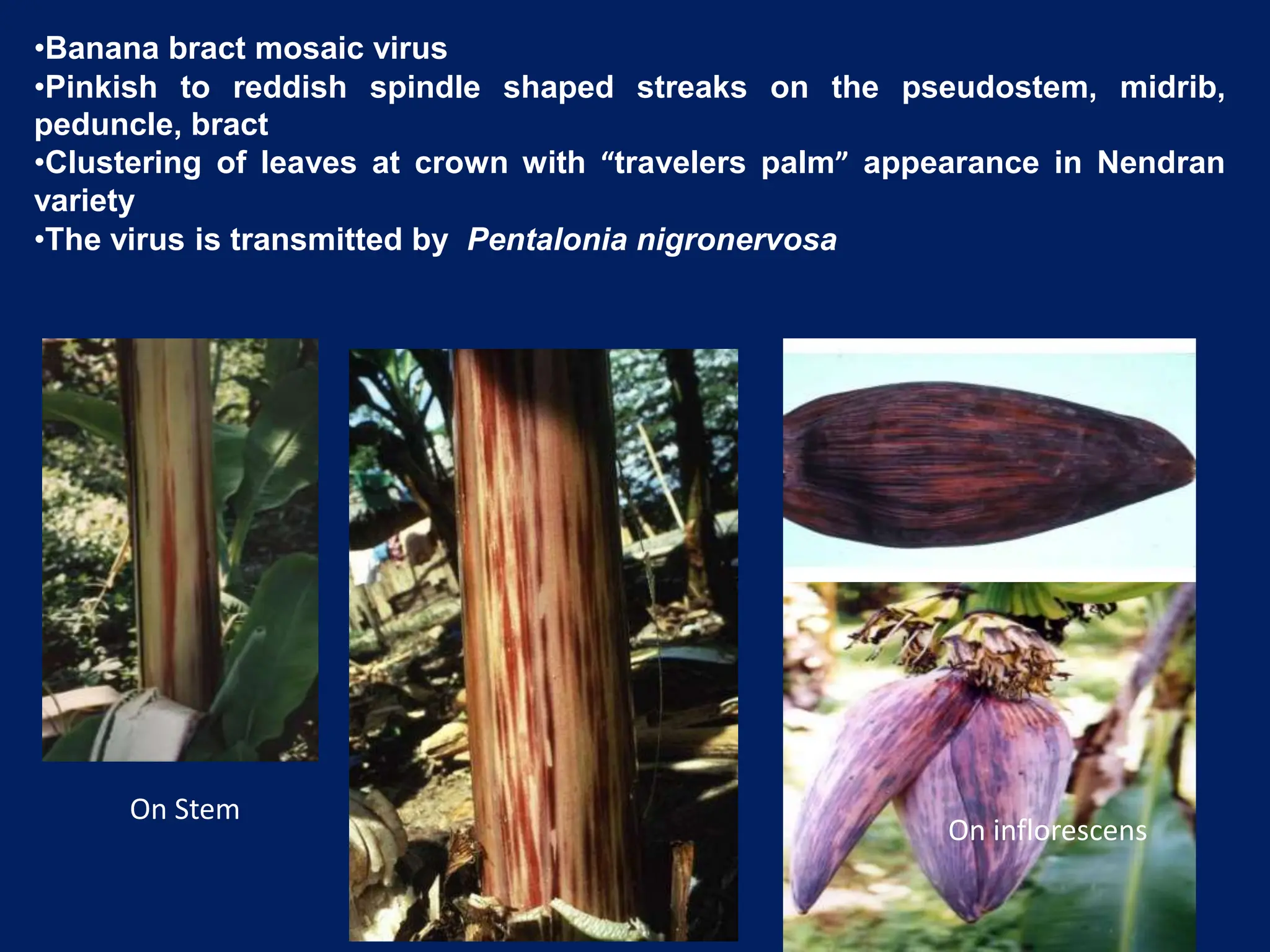 Viral symptom.pptx........phytopathology | PPTX