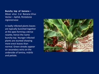 Viral symptom.pptx........phytopathology | PPTX