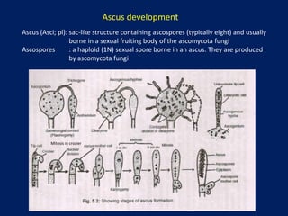 Viral symptom.pptx........phytopathology | PPTX