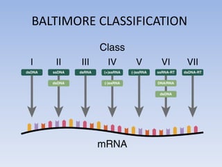 Viral taxonomy | PPTX