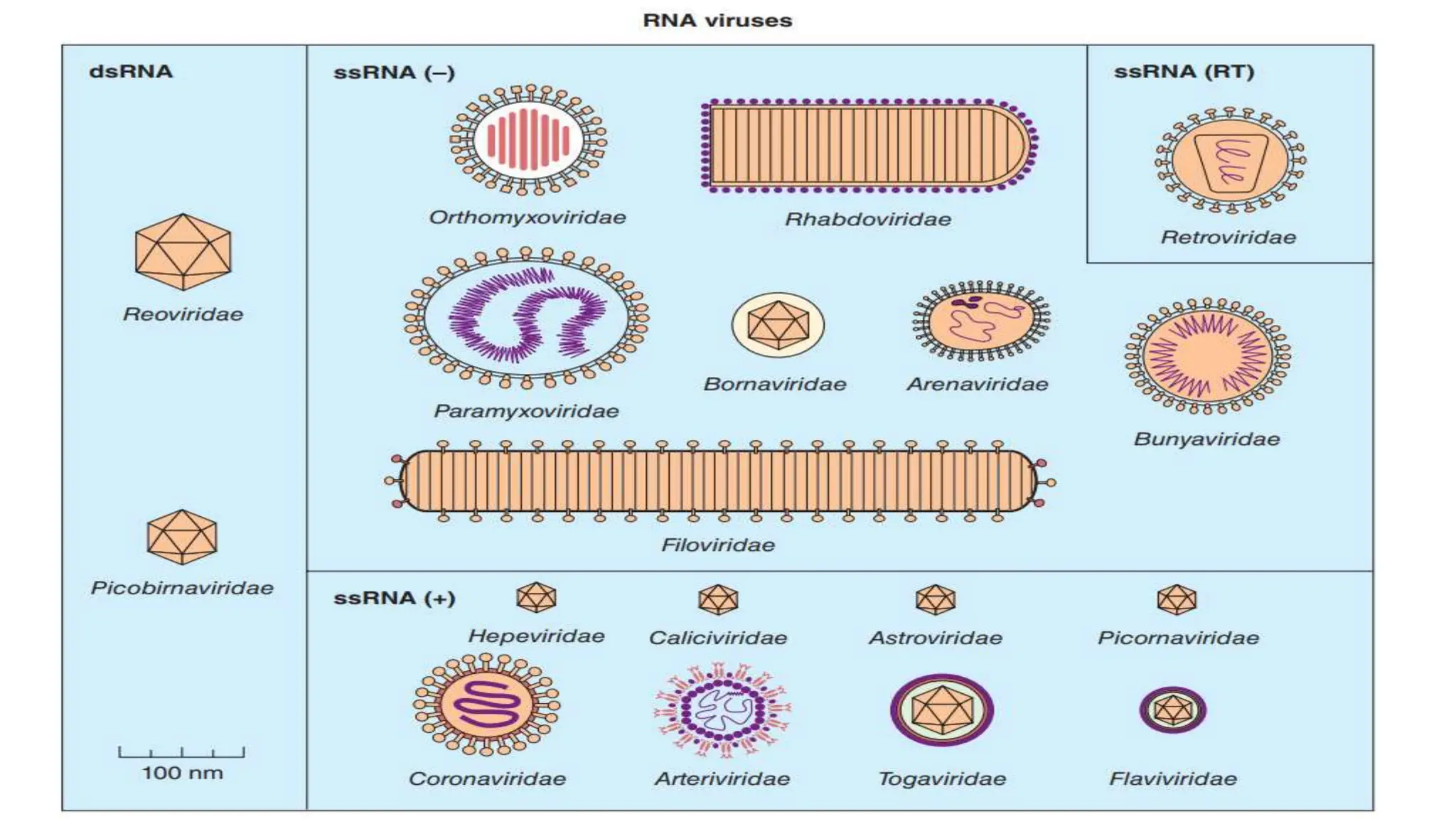 viral taxonomy,classification and properties.pptx