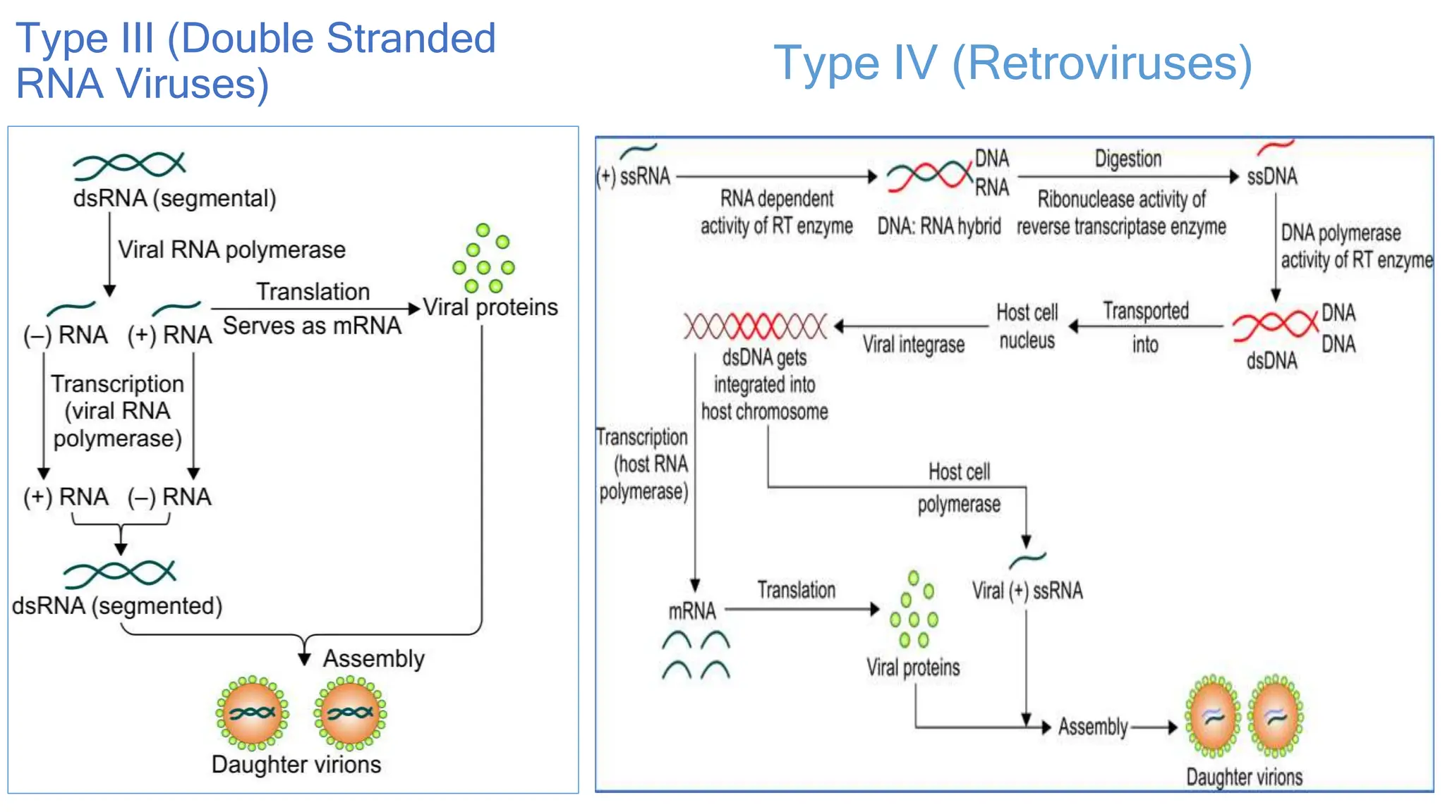 viral taxonomy,classification and properties.pptx