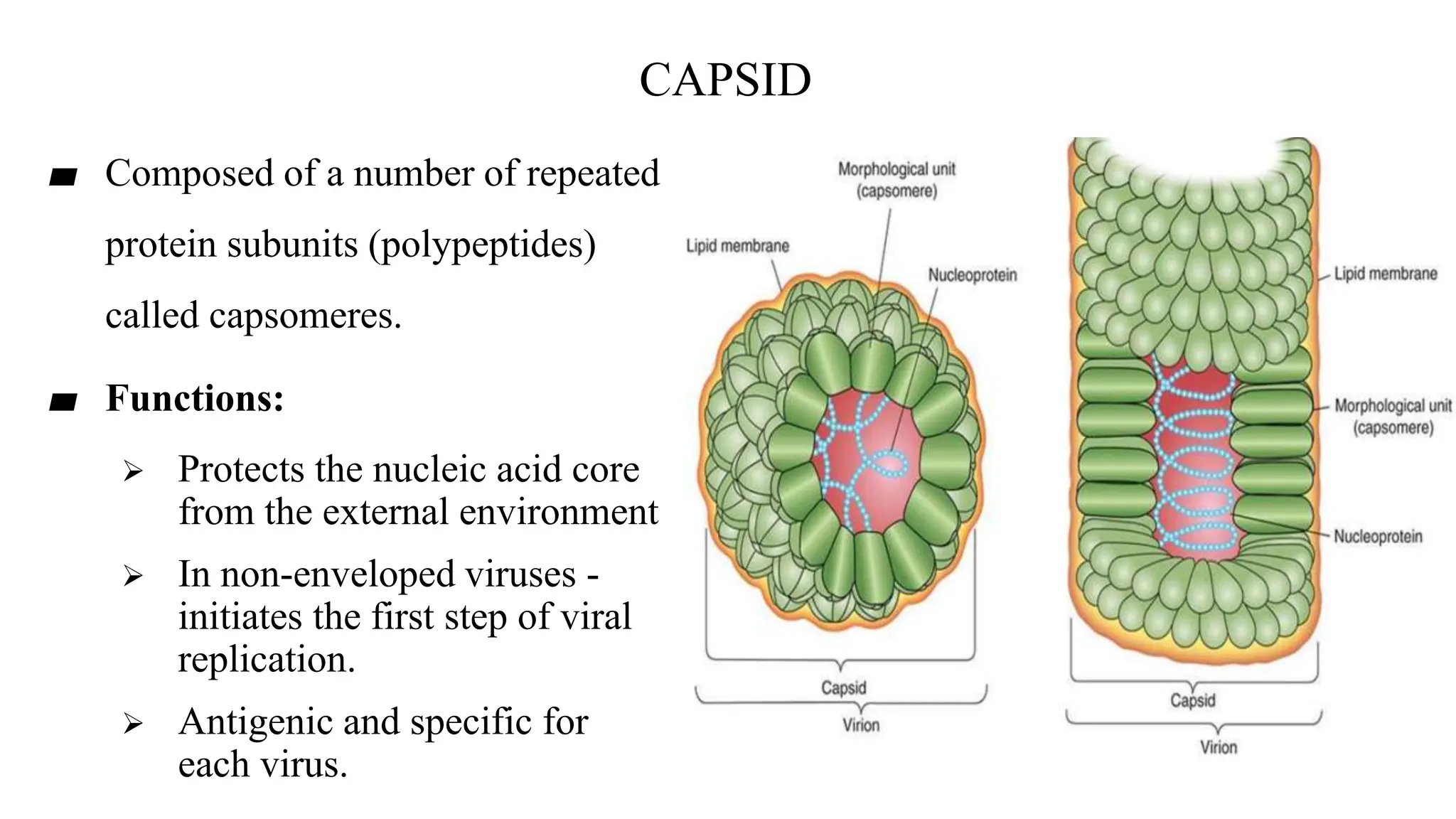 viral taxonomy,classification and properties.pptx