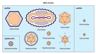 viral taxonomy,classification and properties.pptx