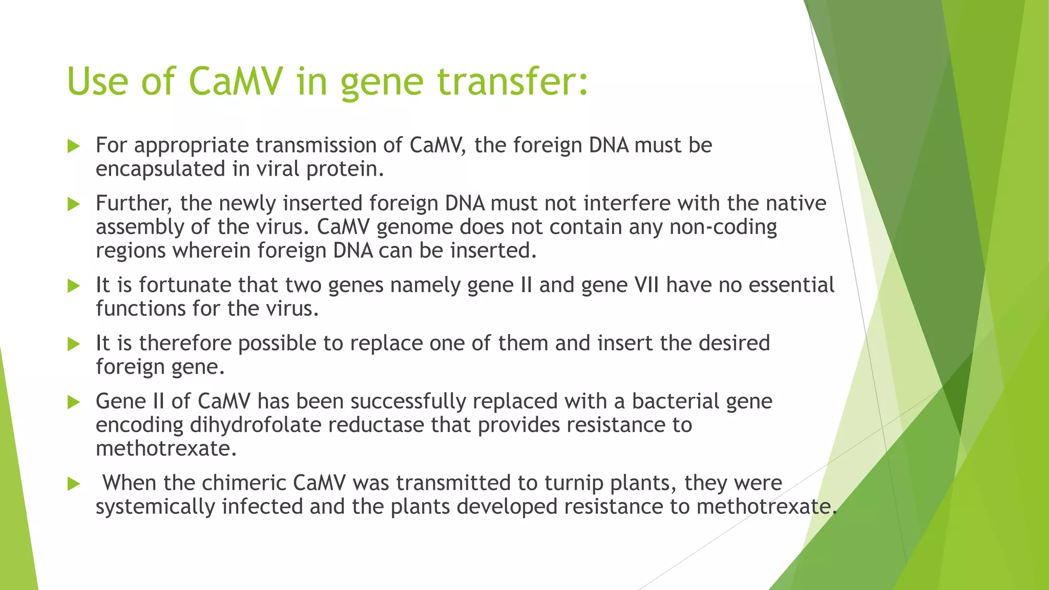 Viral vector gene transfer - plant viruses as a vector for gene ...