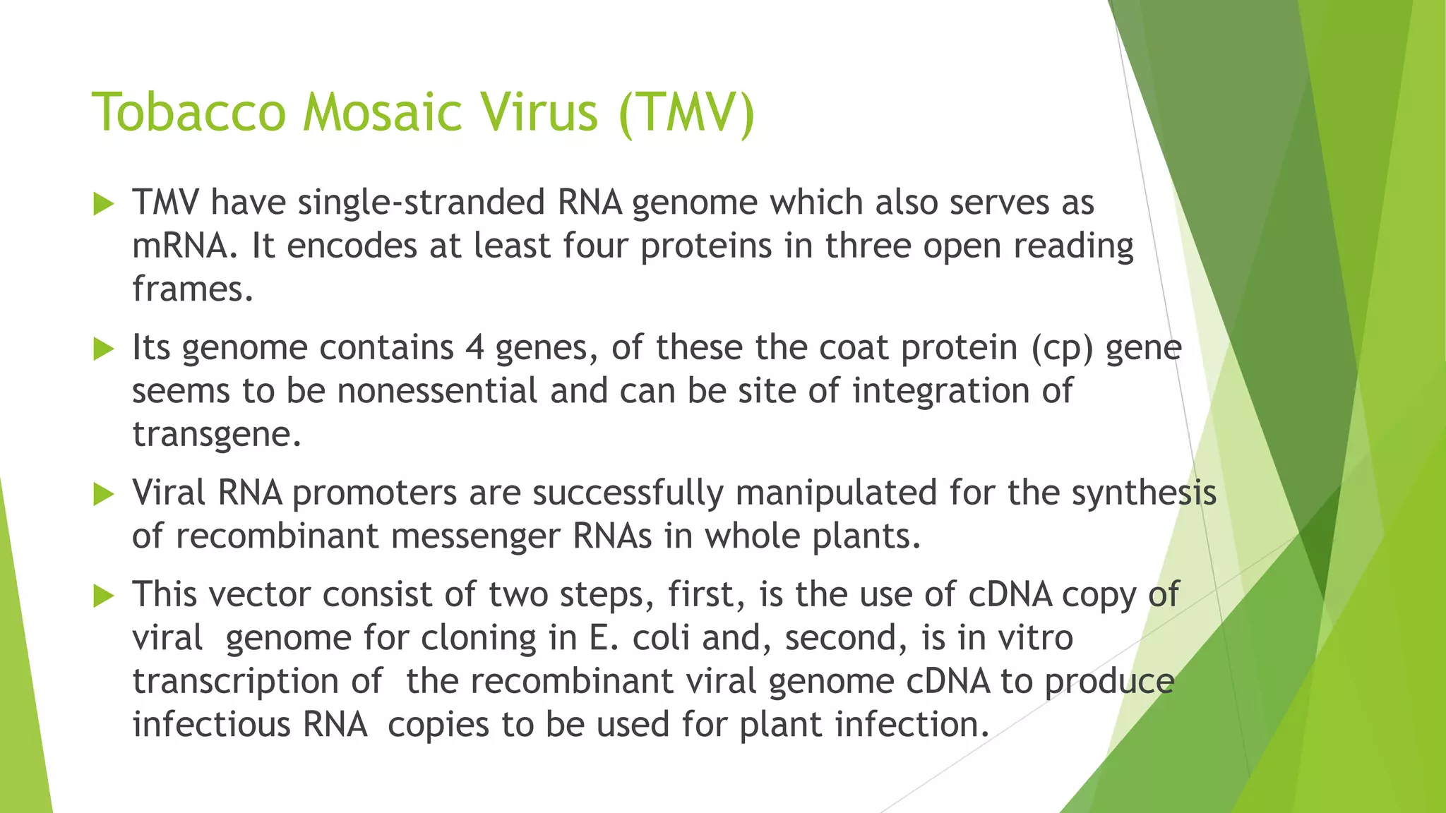 Viral vector gene transfer - plant viruses as a vector for gene ...