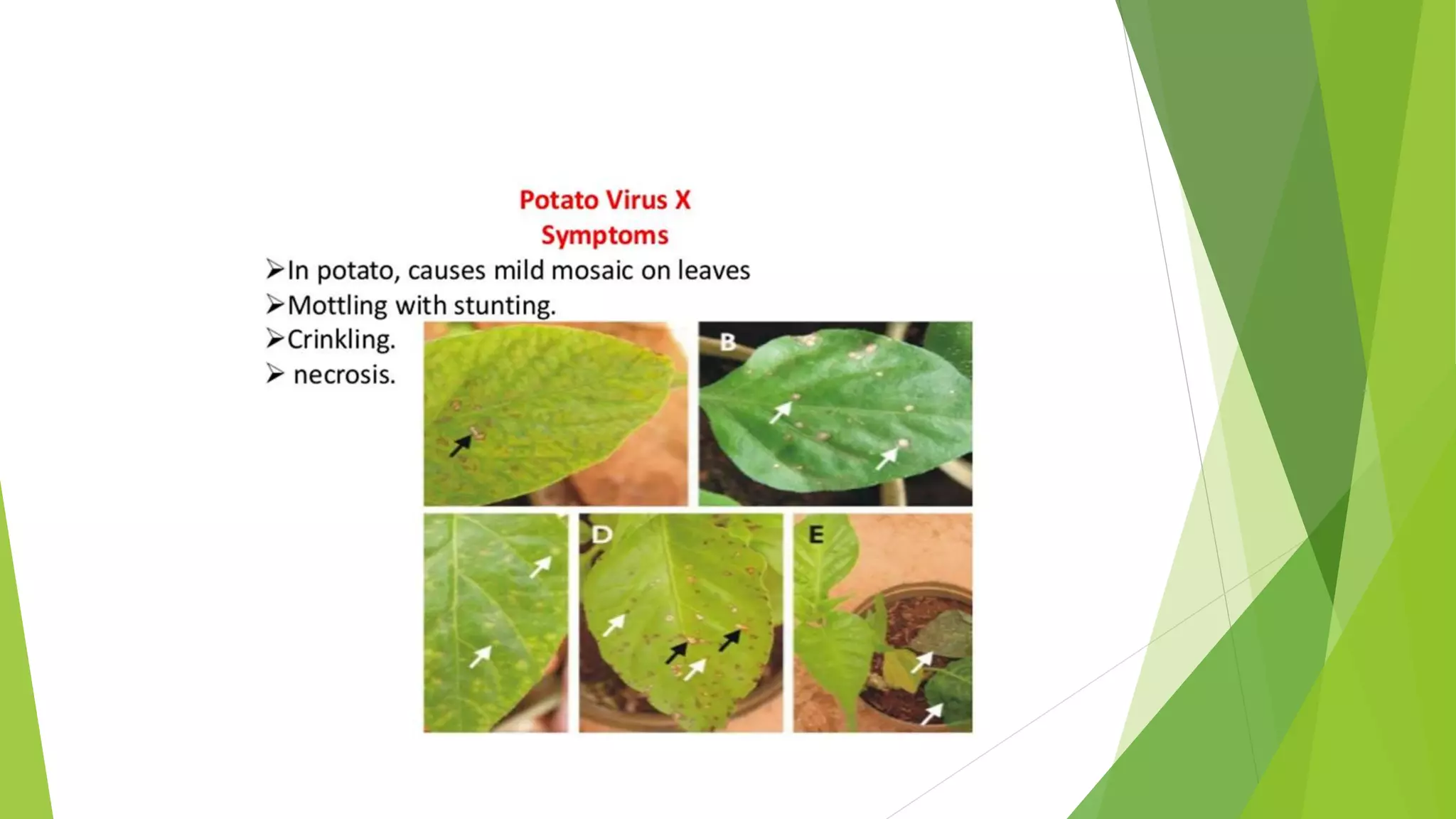 Viral vector gene transfer - plant viruses as a vector for gene ...
