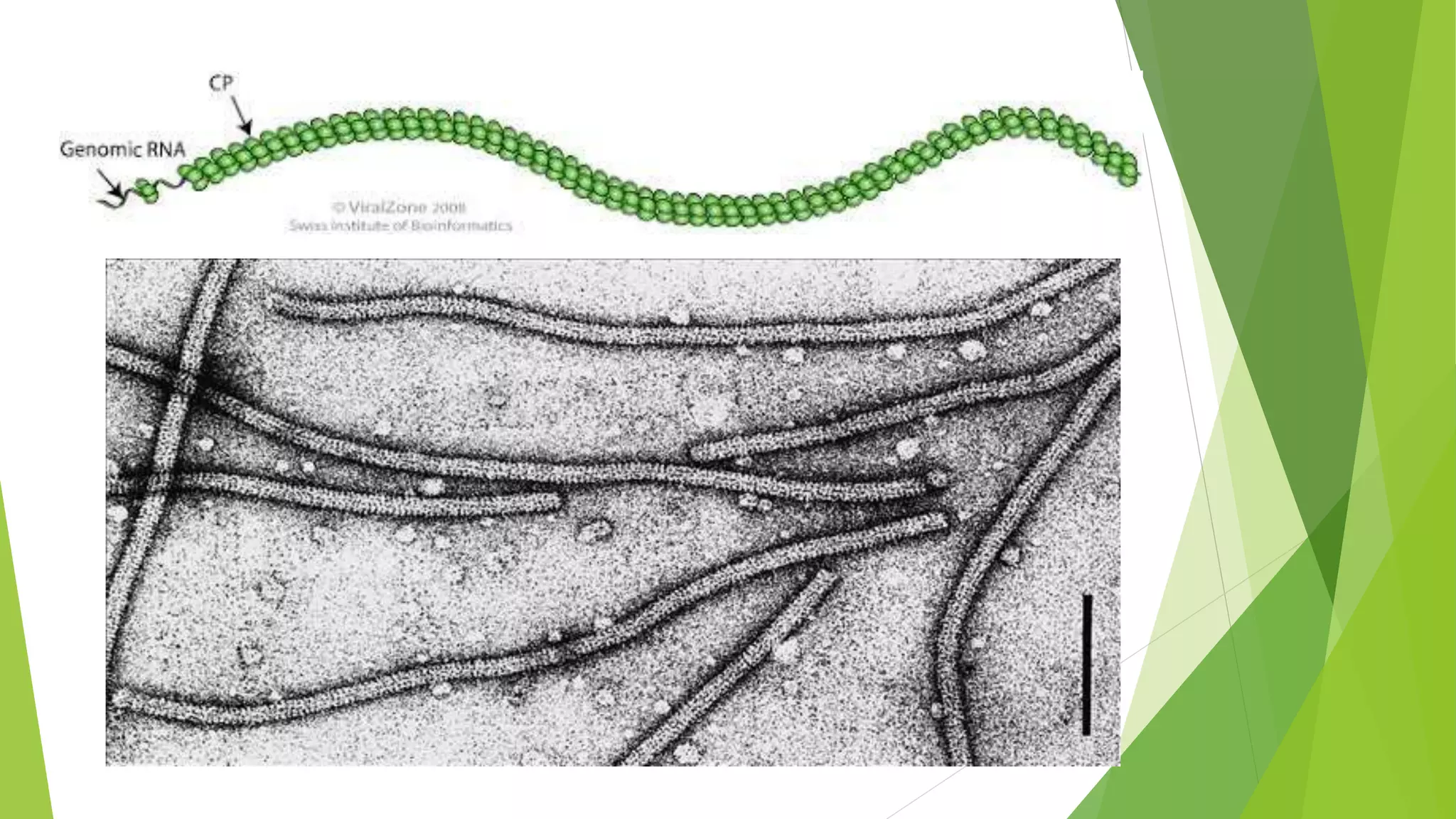 Viral vector gene transfer - plant viruses as a vector for gene ...
