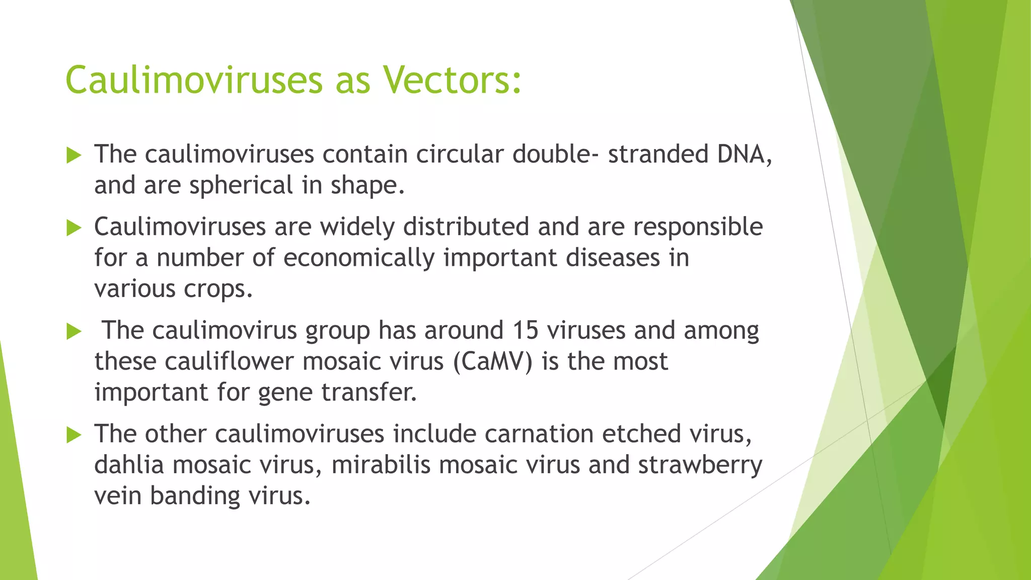Viral vector gene transfer - plant viruses as a vector for gene ...