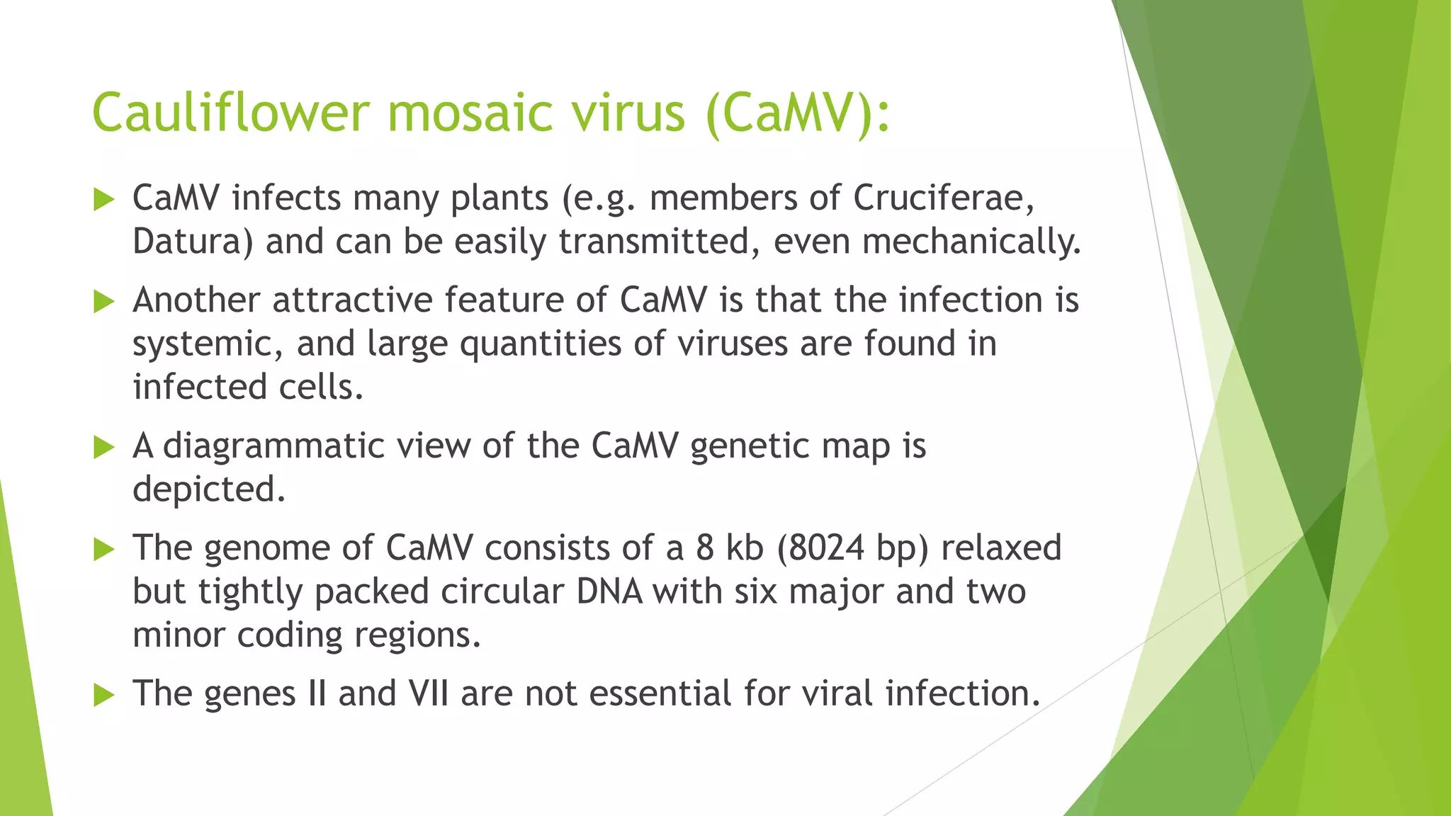 Viral vector gene transfer - plant viruses as a vector for gene ...