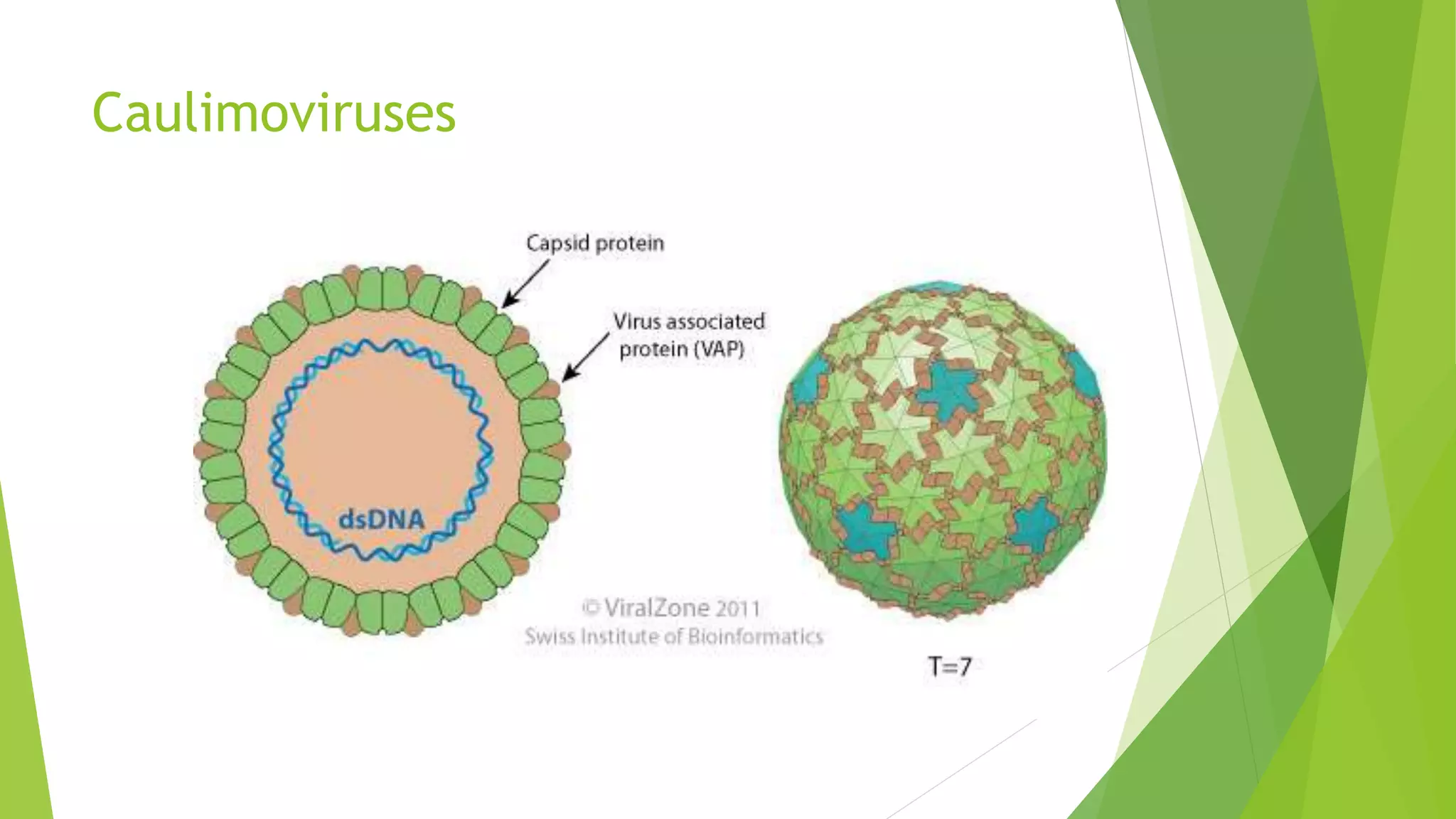 Viral vector gene transfer - plant viruses as a vector for gene ...
