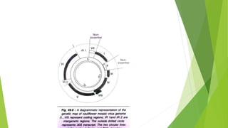 Viral vector gene transfer - plant viruses as a vector for gene ...