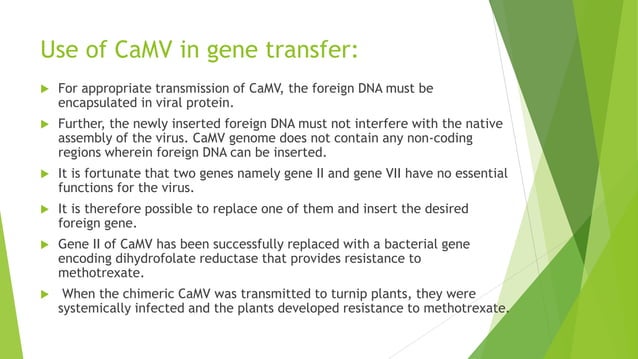 Viral vector gene transfer - plant viruses as a vector for gene ...