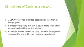 Viral vector gene transfer - plant viruses as a vector for gene ...