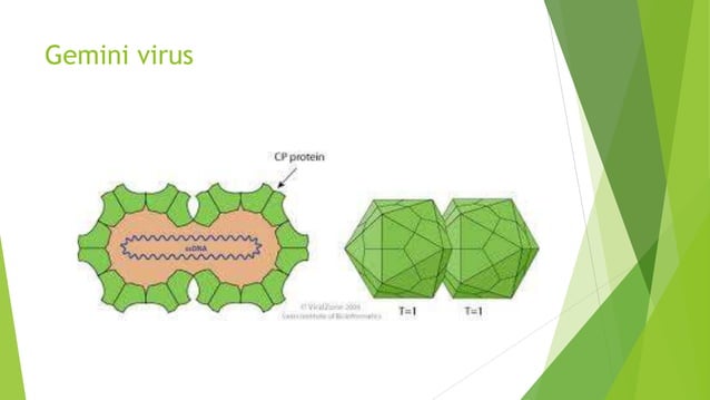 Viral vector gene transfer - plant viruses as a vector for gene ...