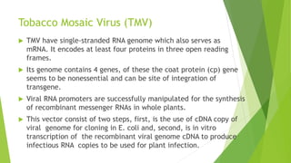 Viral vector gene transfer - plant viruses as a vector for gene ...