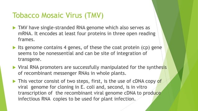 Viral vector gene transfer - plant viruses as a vector for gene ...