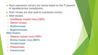 Viral vector gene transfer - plant viruses as a vector for gene ...