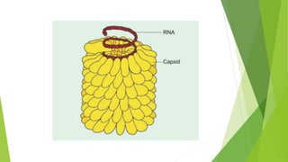 Viral vector gene transfer - plant viruses as a vector for gene ...