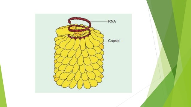 Viral vector gene transfer - plant viruses as a vector for gene ...