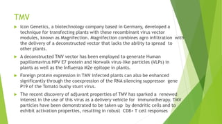 Viral vector gene transfer - plant viruses as a vector for gene ...