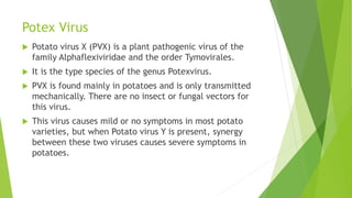Viral vector gene transfer - plant viruses as a vector for gene ...