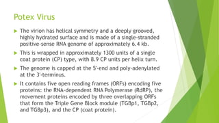 Viral vector gene transfer - plant viruses as a vector for gene ...