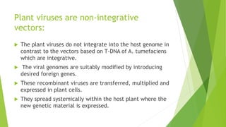 Viral vector gene transfer - plant viruses as a vector for gene ...