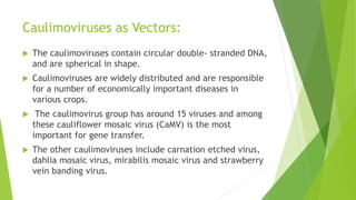 Viral vector gene transfer - plant viruses as a vector for gene ...