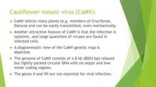 Viral vector gene transfer - plant viruses as a vector for gene ...