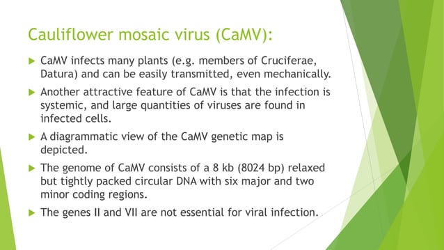 Viral vector gene transfer - plant viruses as a vector for gene ...