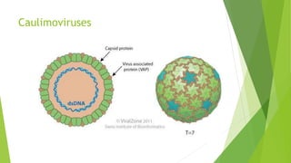 Viral vector gene transfer - plant viruses as a vector for gene ...