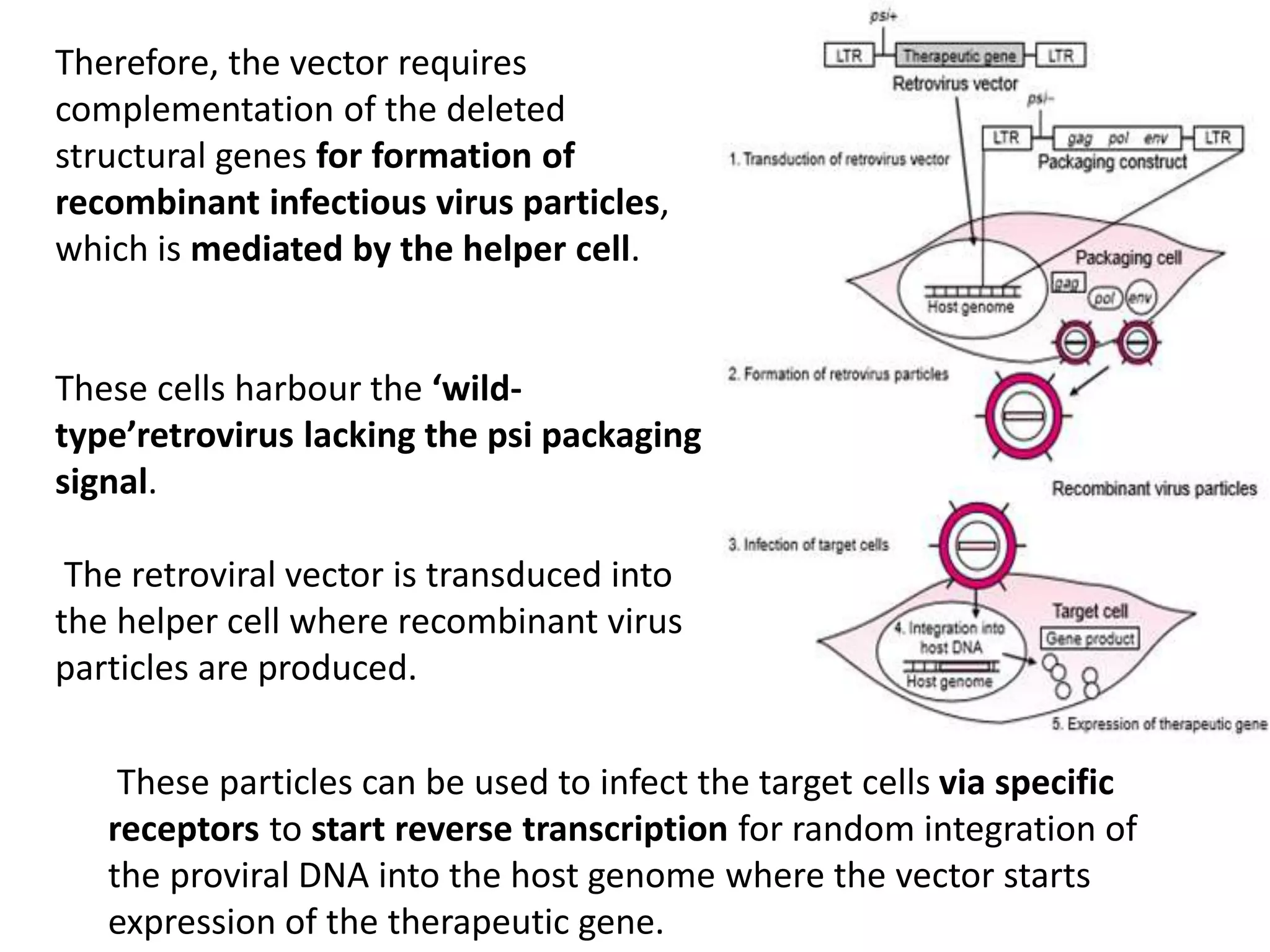 Viral vectors in virology | PPTX
