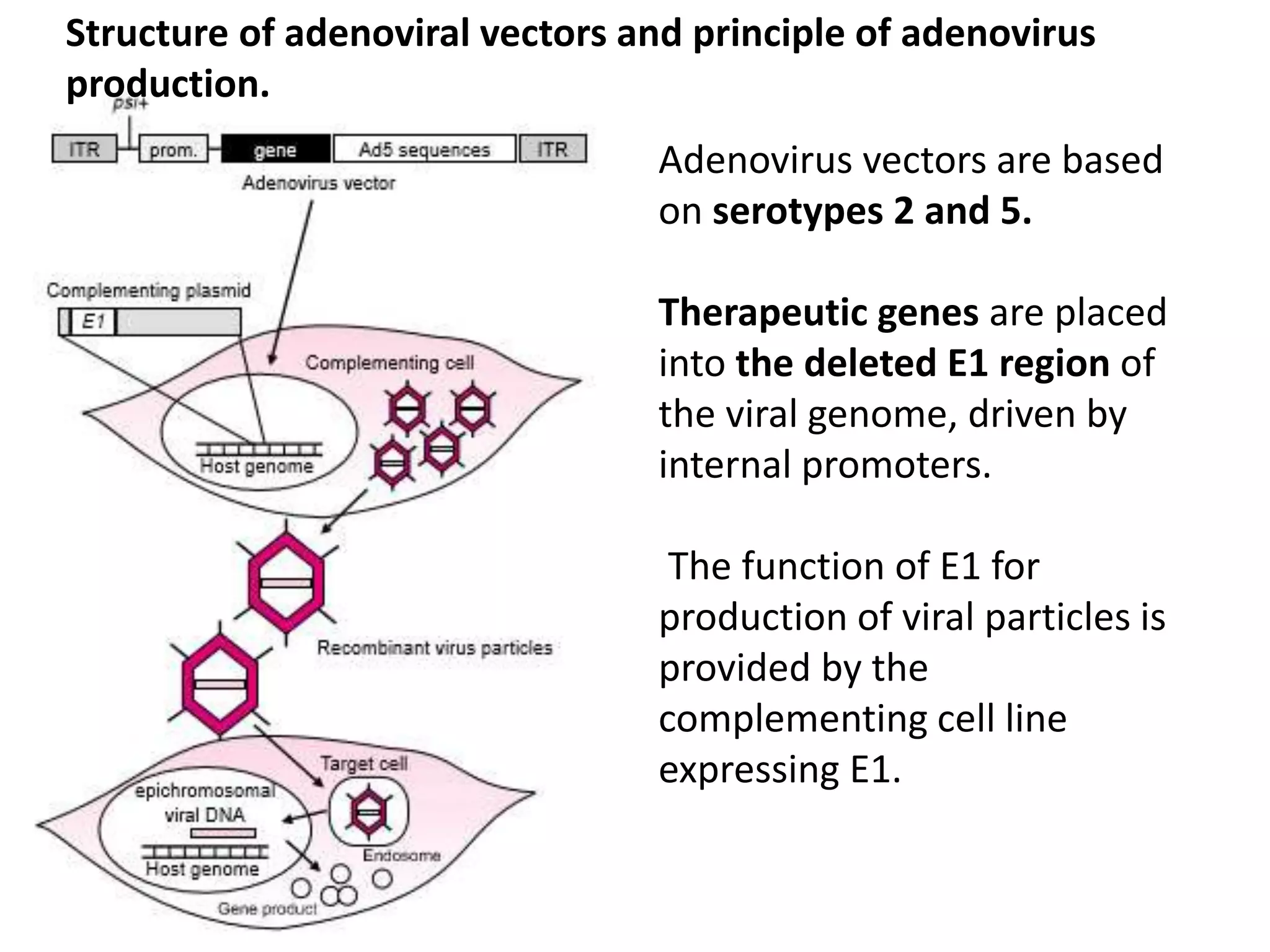 Viral vectors in virology | PPTX