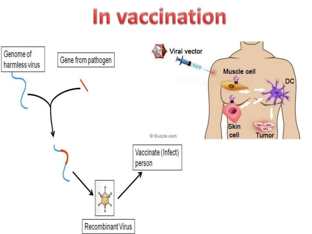 Viral vectors in virology | PPTX