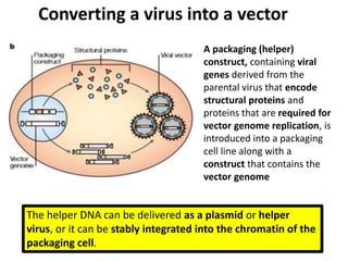 Viral vectors in virology | PPTX