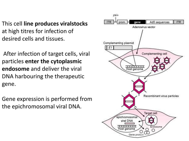 Viral vectors in virology | PPTX