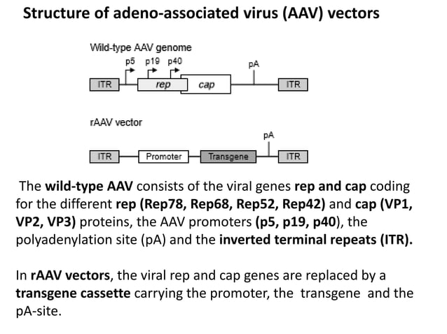 Viral vectors in virology | PPTX