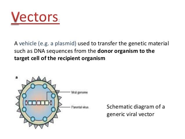 Viral Vectors In Virology