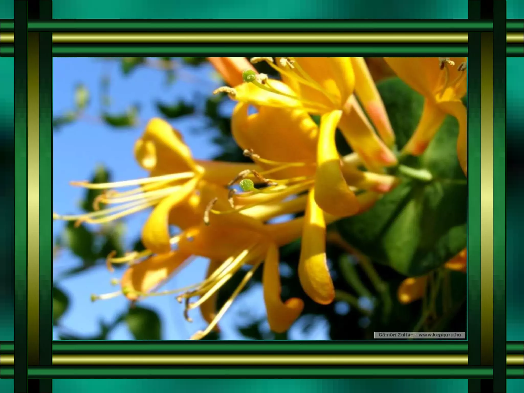 ViráGcsodáK Anna Napra Ildy | PPT